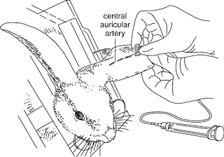 Bordetellas Logbook:]: Third Week - Rabbit's blood collection